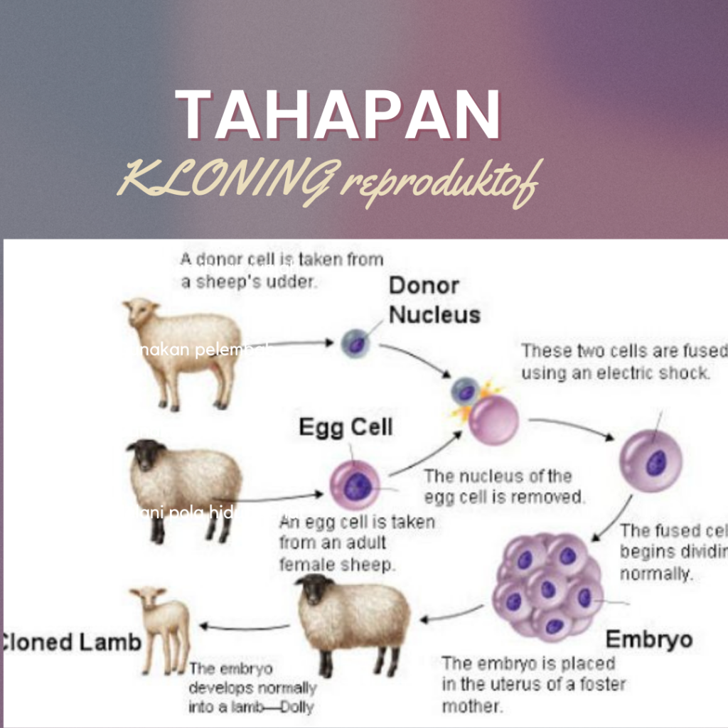 Apa itu kloning reproduktif? - Info Menarik